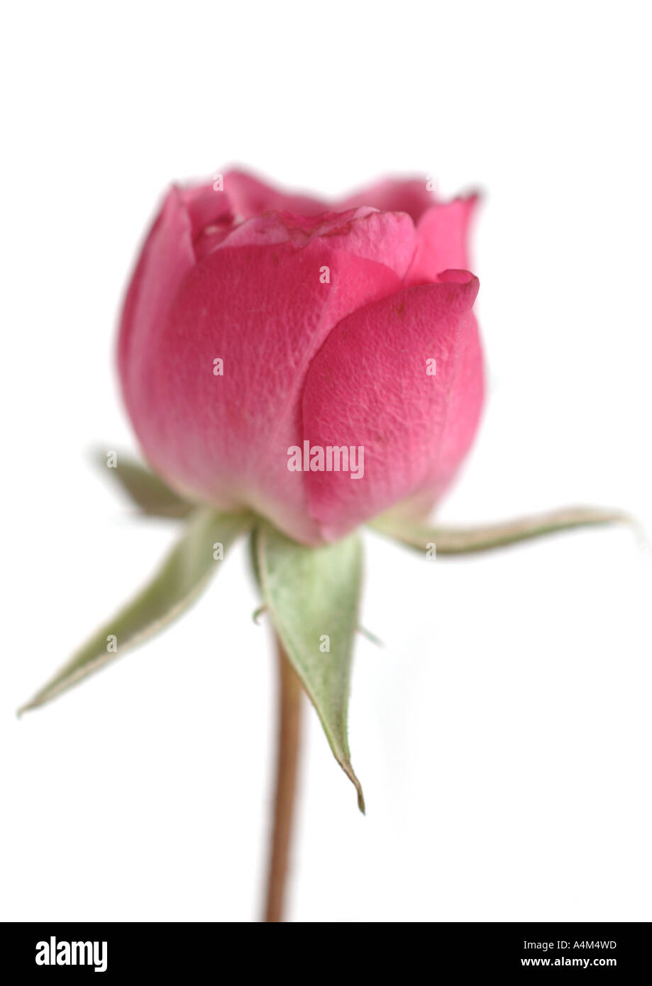 Pink rose, close-up Stock Photo - Alamy