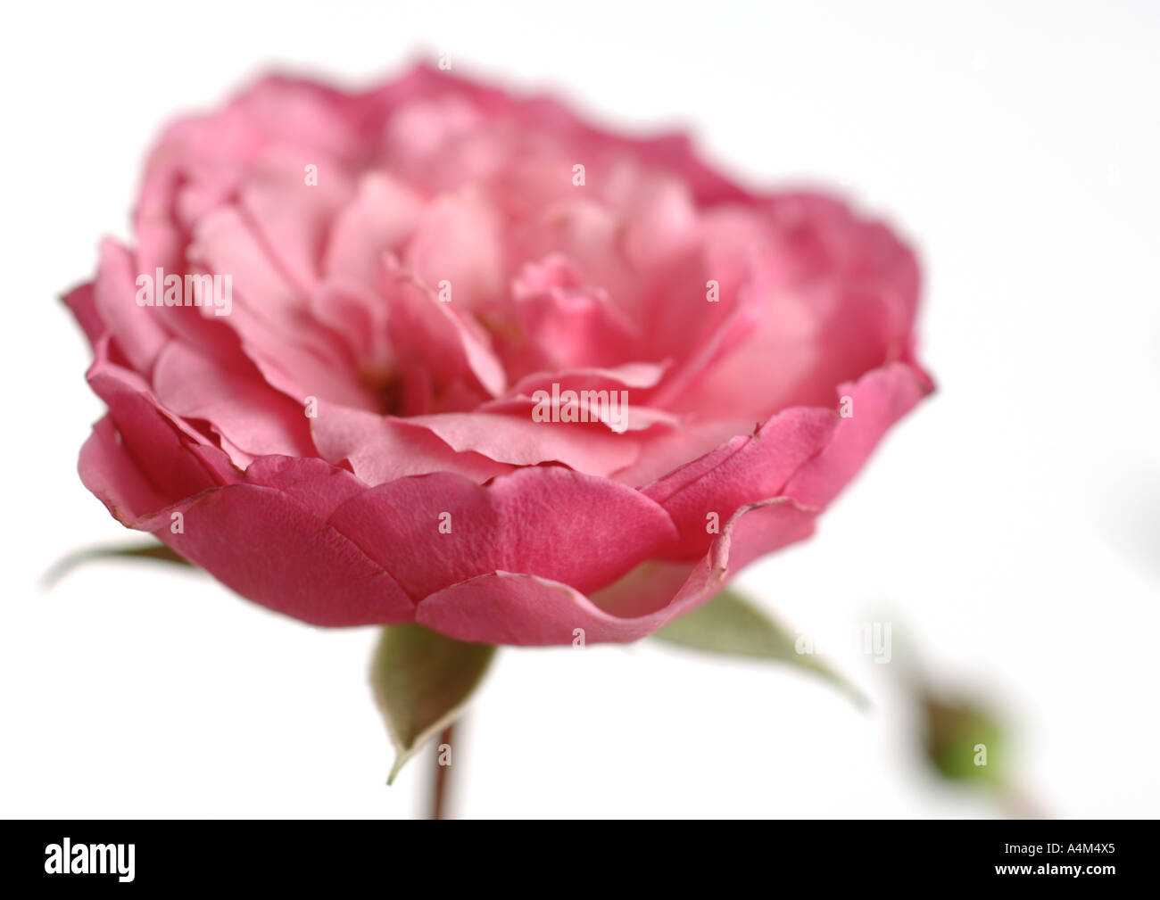 Pink rose in bloom, close-up Stock Photo - Alamy