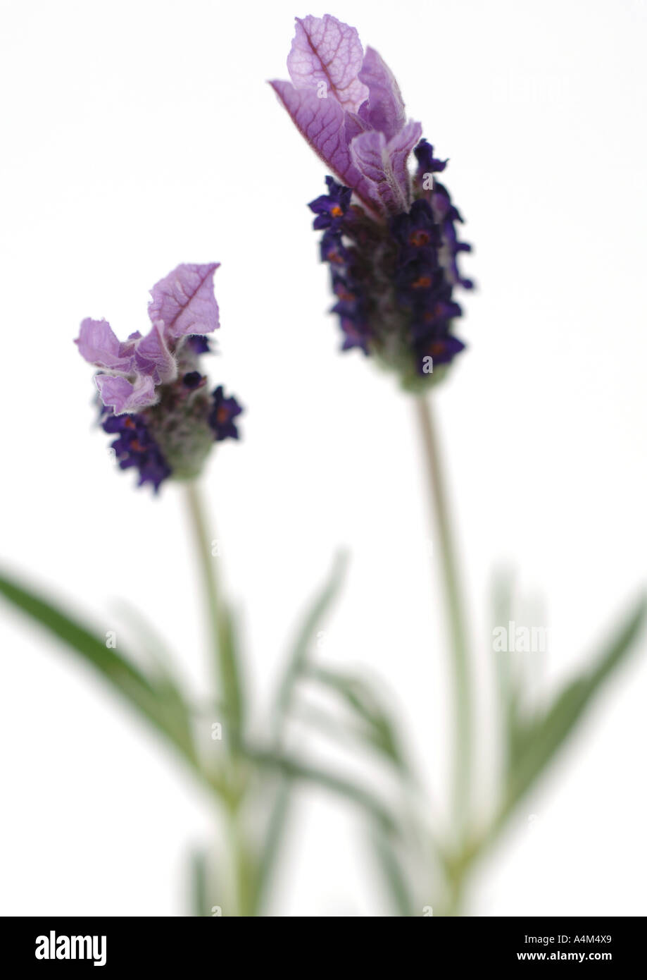 Lavender Without Flowers High Resolution Stock Photography and Images ...