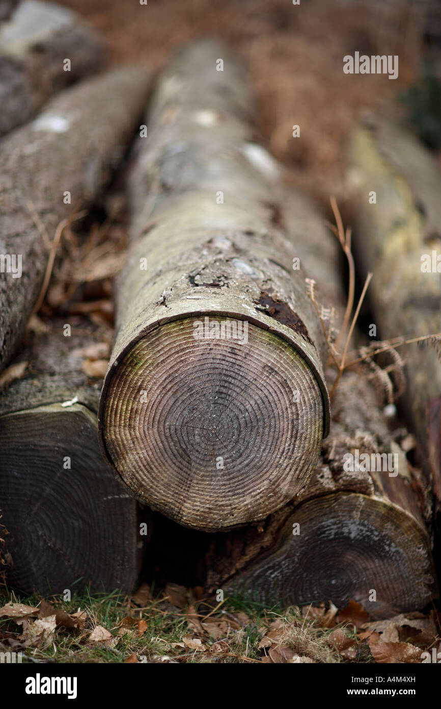 Timber timbre hi-res stock photography and images - Alamy