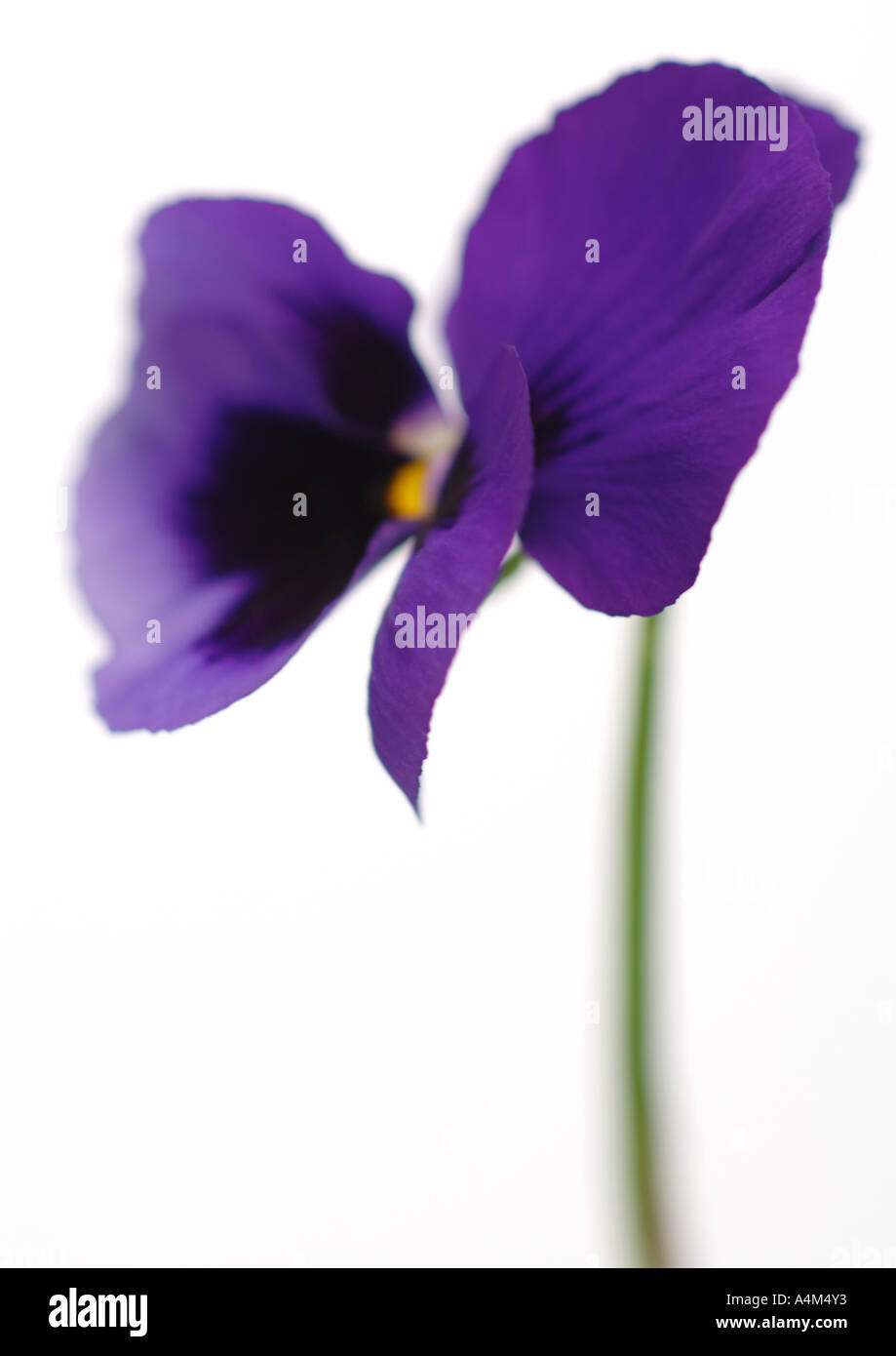 Pansy image Cut Out Stock Images & Pictures - Alamy