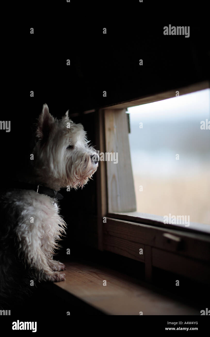 Westie birdwatching in a hide Stock Photo - Alamy