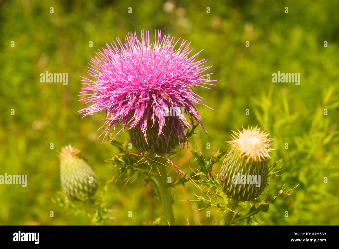 Common Thistle Cirsium vulgare Stock Photo - Alamy