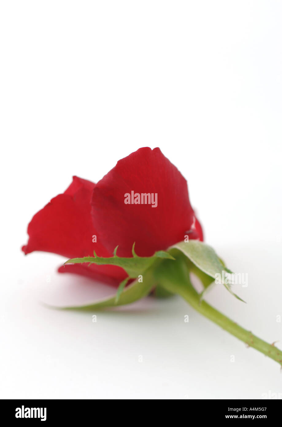 Cut rose stem angle hi-res stock photography and images - Alamy