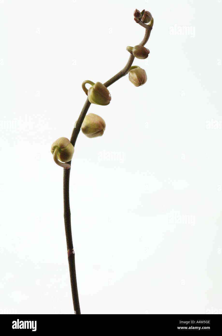 Orchid stem with buds Stock Photo - Alamy