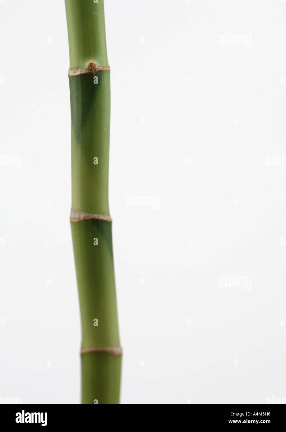 Cut bamboo stems hi-res stock photography and images - Alamy