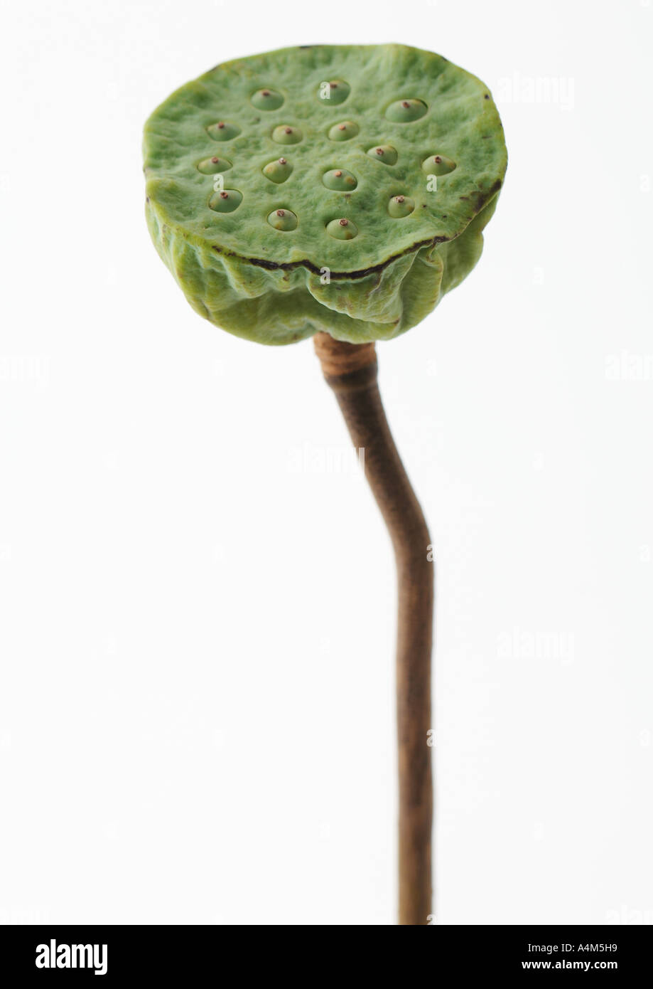 Lotus flower green plants Cut Out Stock Images & Pictures - Alamy