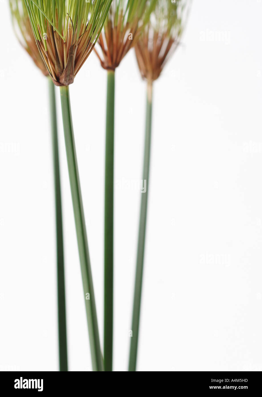Papyrus stalks hi-res stock photography and images - Alamy