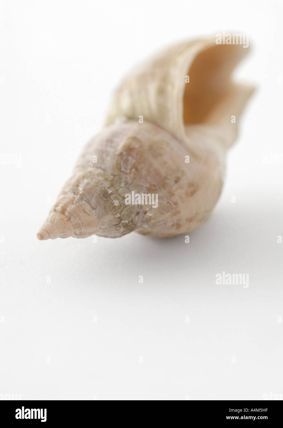 Welk shell hi-res stock photography and images - Alamy