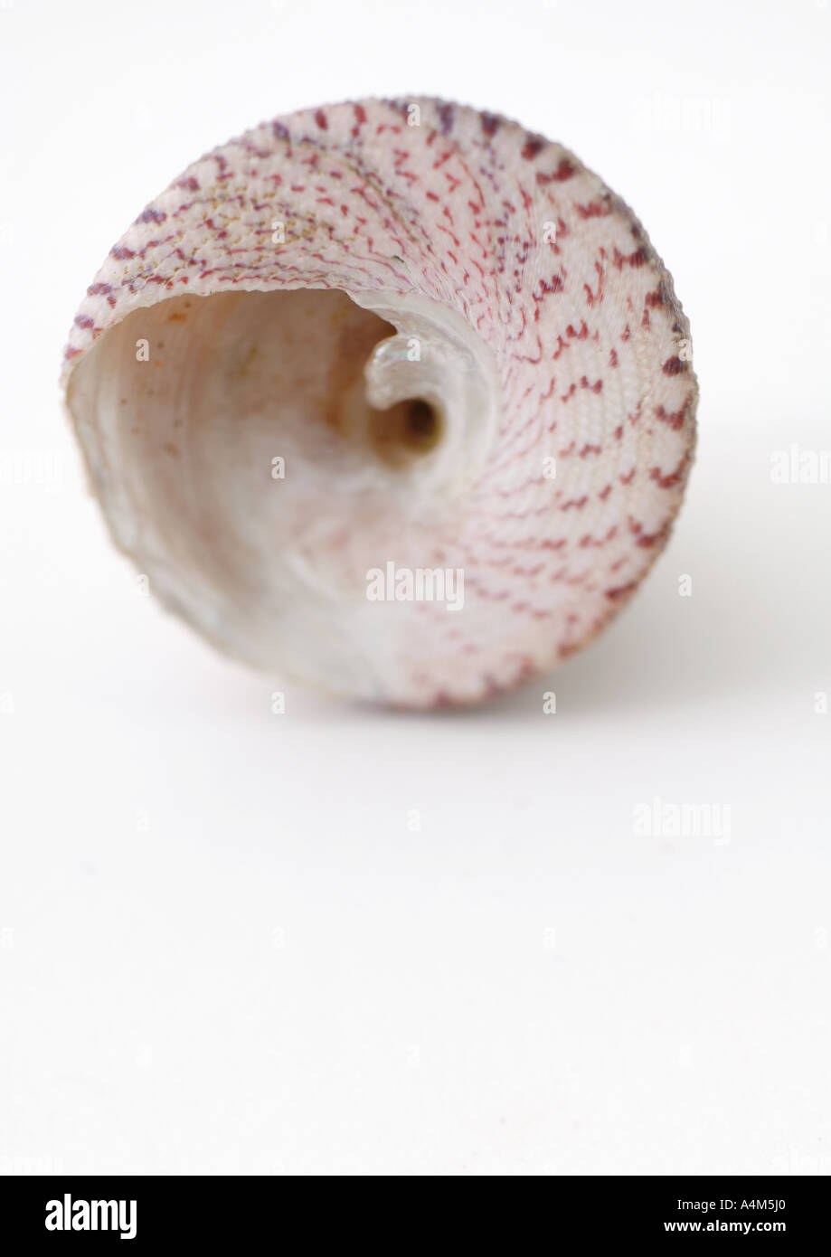 Minimalist seashell hi-res stock photography and images - Alamy