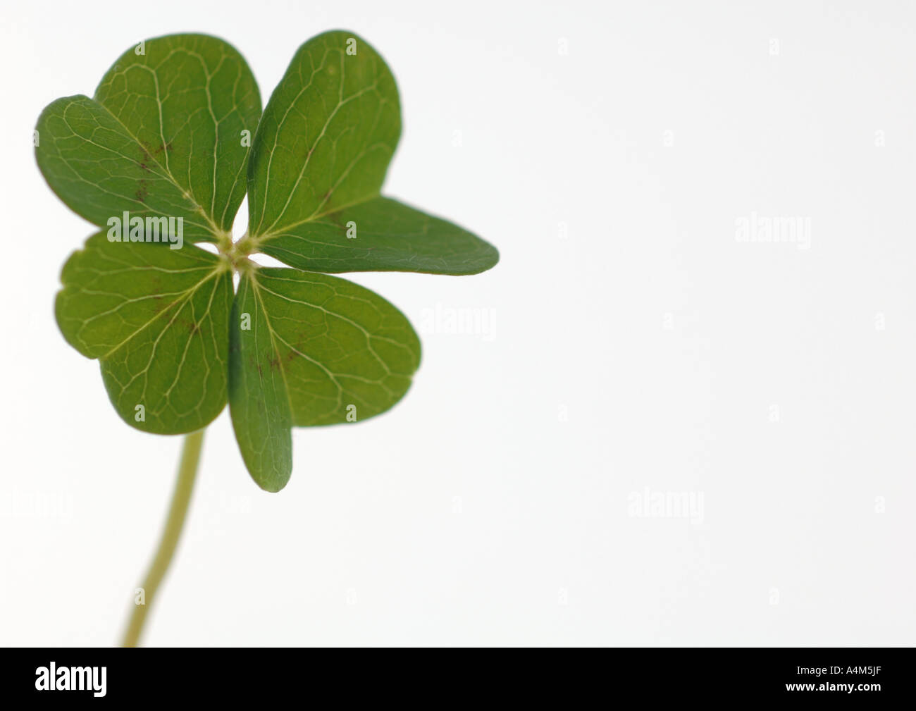 Four-leaf clover, close-up Stock Photo - Alamy
