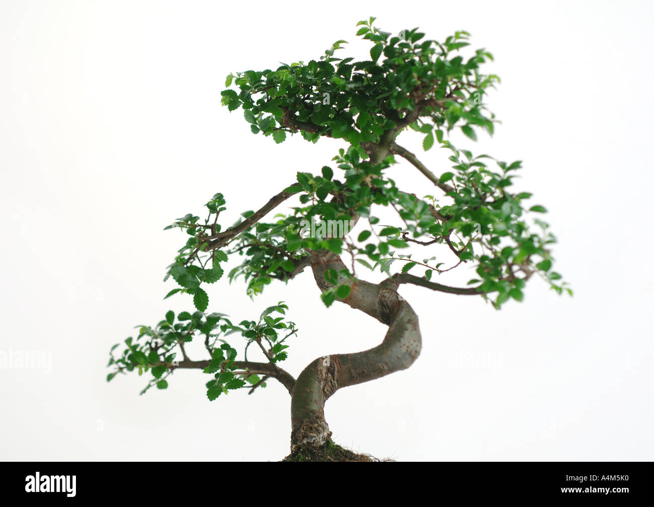 Curvy tree trunk with leaves hi-res stock photography and images - Alamy