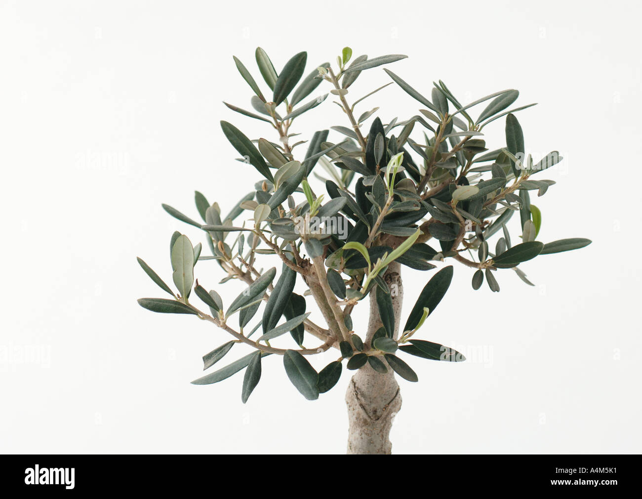 Leaf colour tree branch hi-res stock photography and images - Alamy