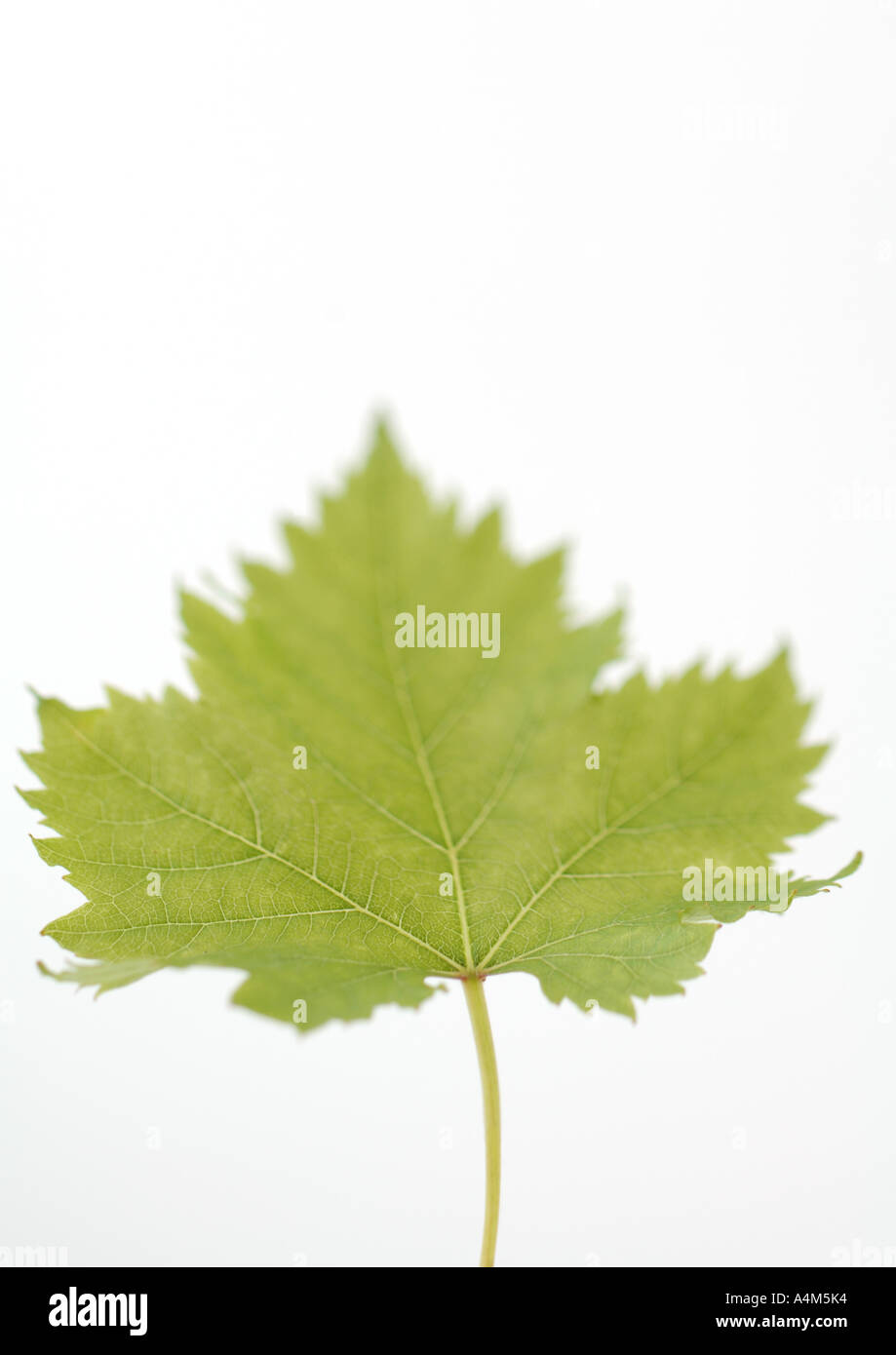 Grape leaf, close-up Stock Photo - Alamy