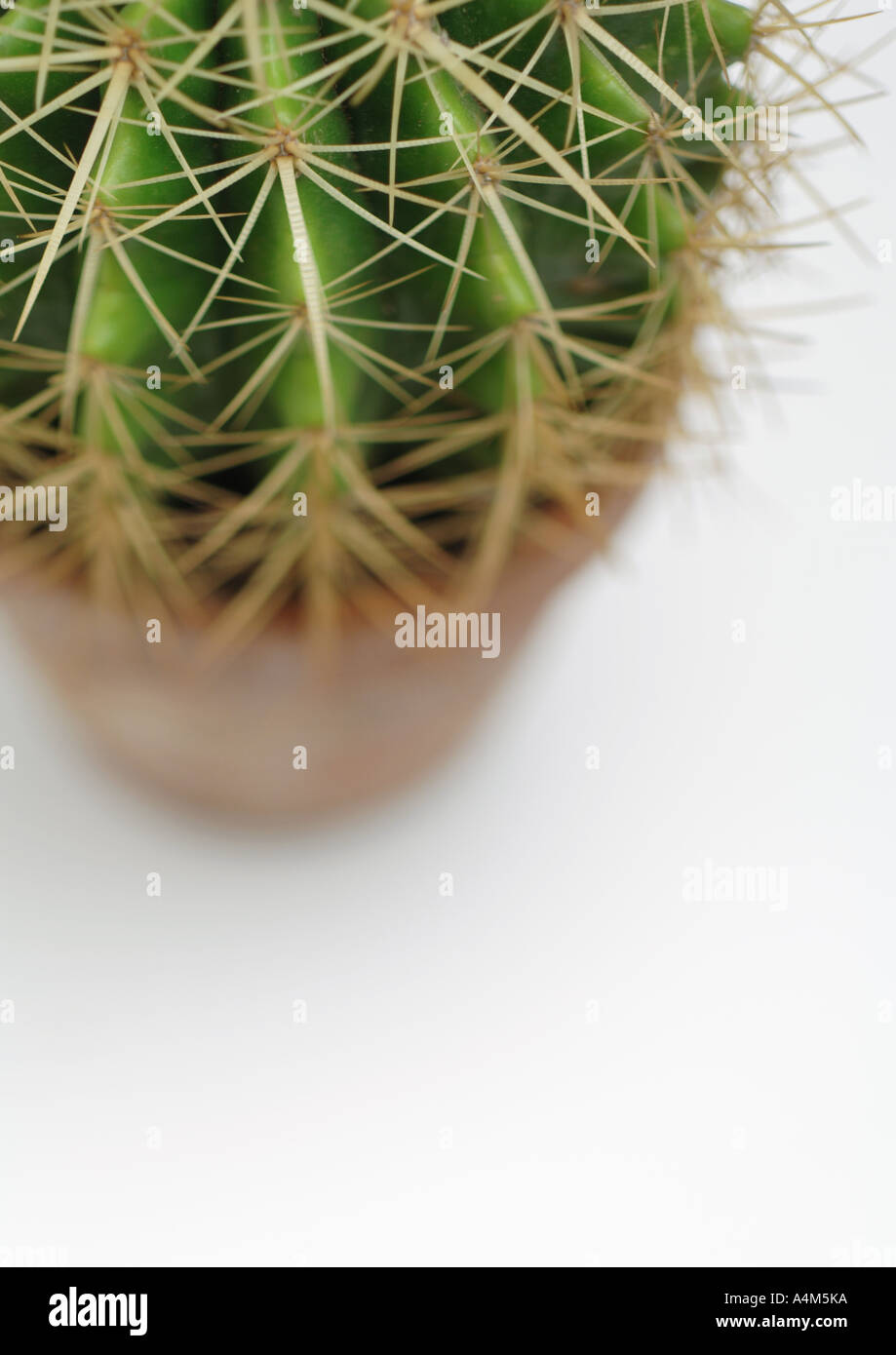 Succulents partial view hi-res stock photography and images - Alamy