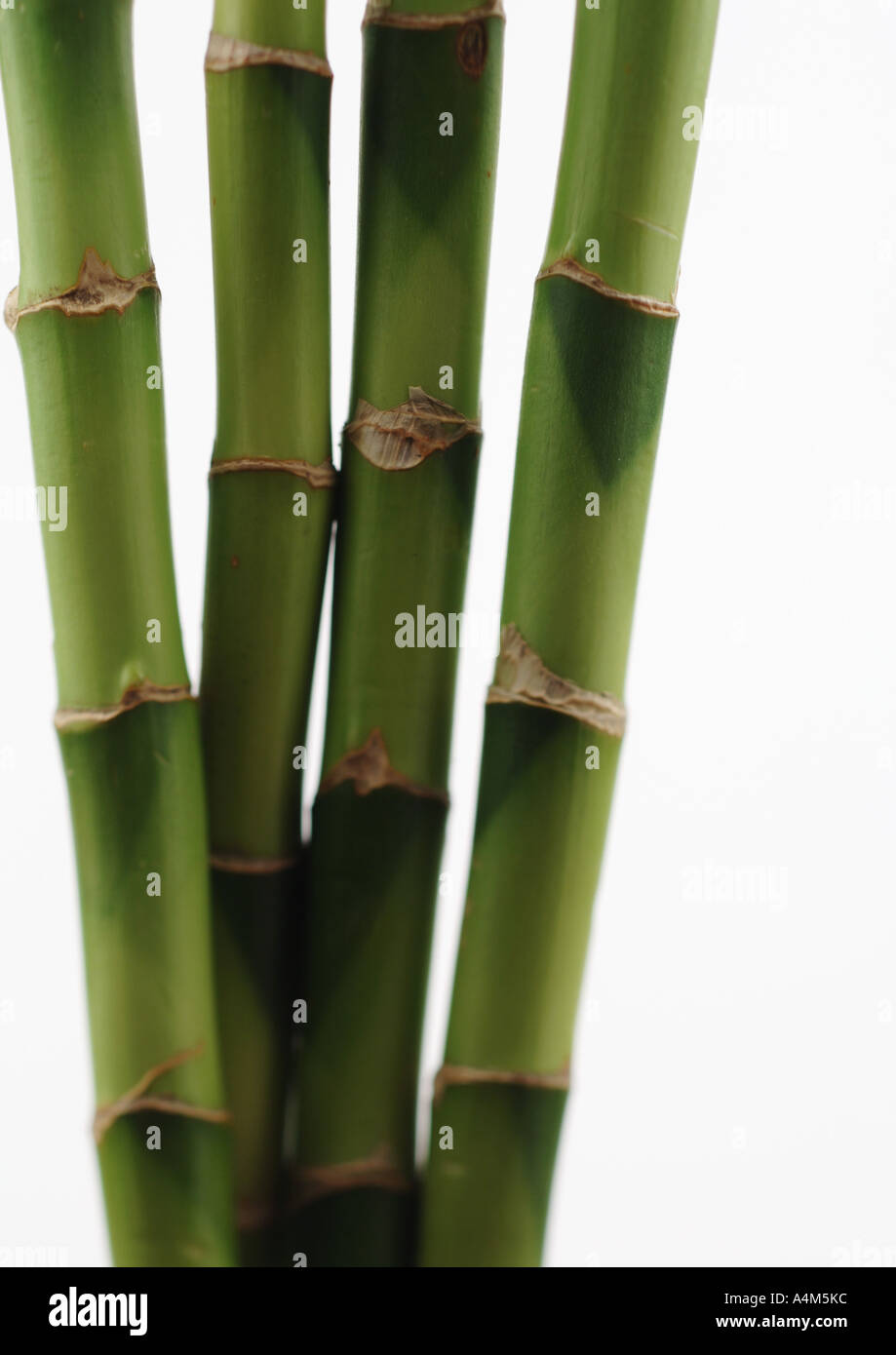 Group of bamboo stems hi-res stock photography and images - Alamy