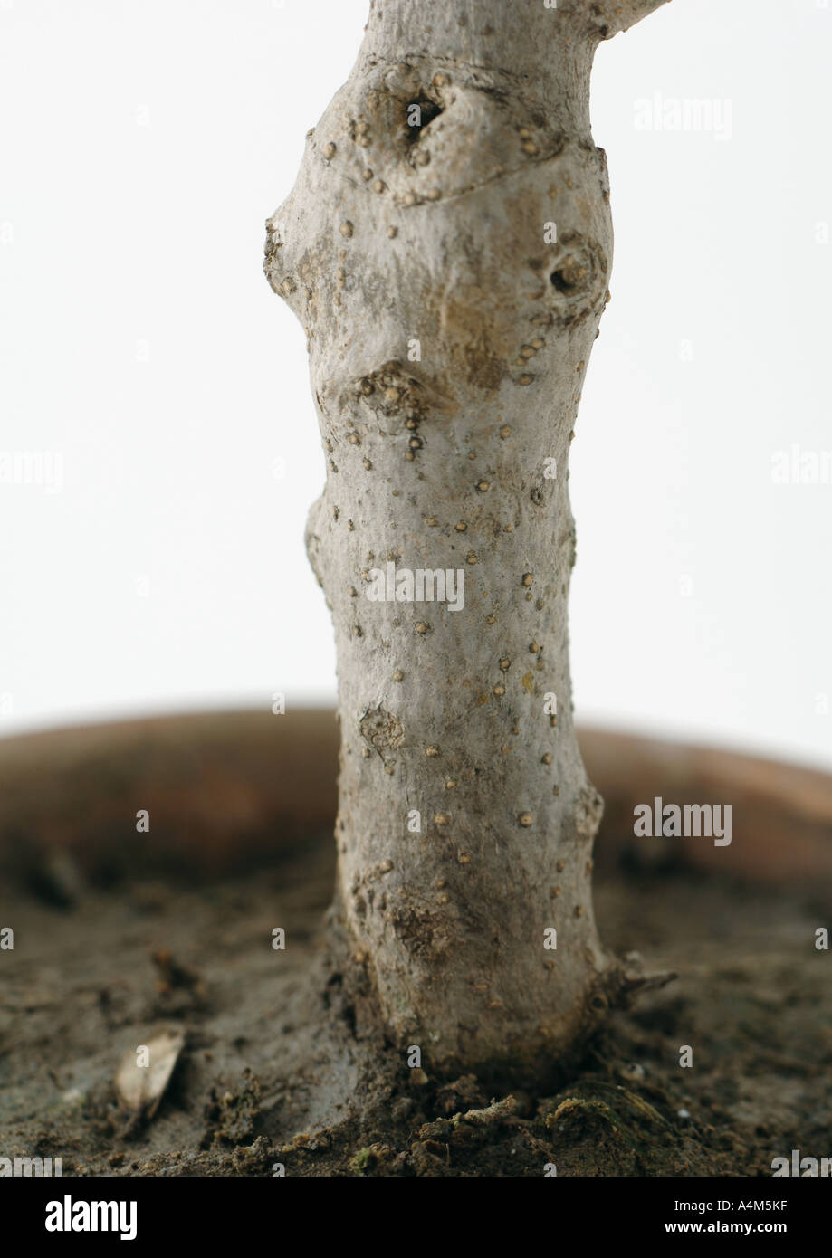 Tree trunk, close-up Stock Photo - Alamy