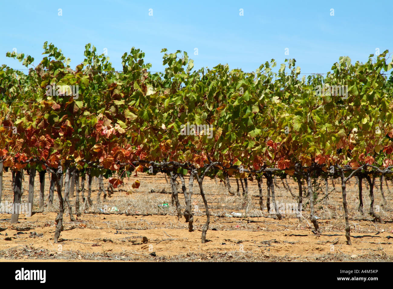 Autumn coloured vines. Constantia western Cape South Africa RSA Stock ...