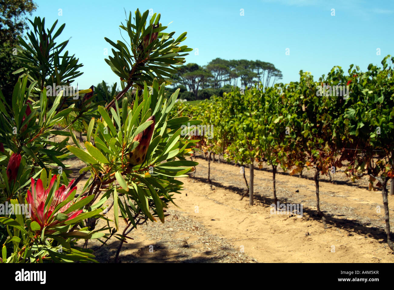 Groot Constantia vines and Protea flowers.Cape Town South Africa Stock ...