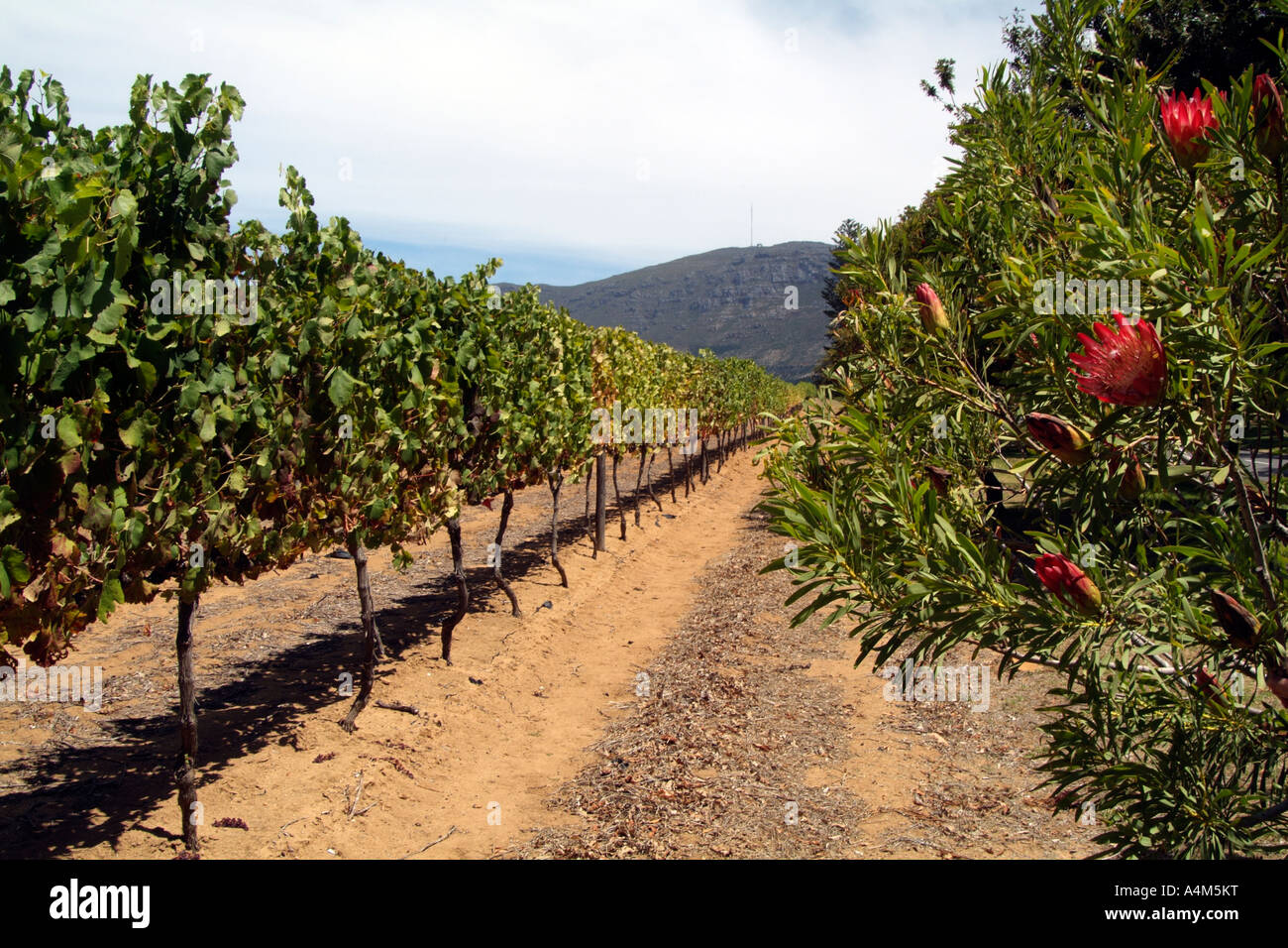 Groot Constantia vines and Protea flowers.Cape Town South Africa Stock ...