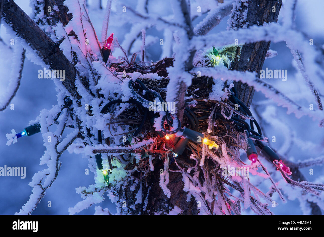 Bird nest lights hi-res stock photography and images - Alamy