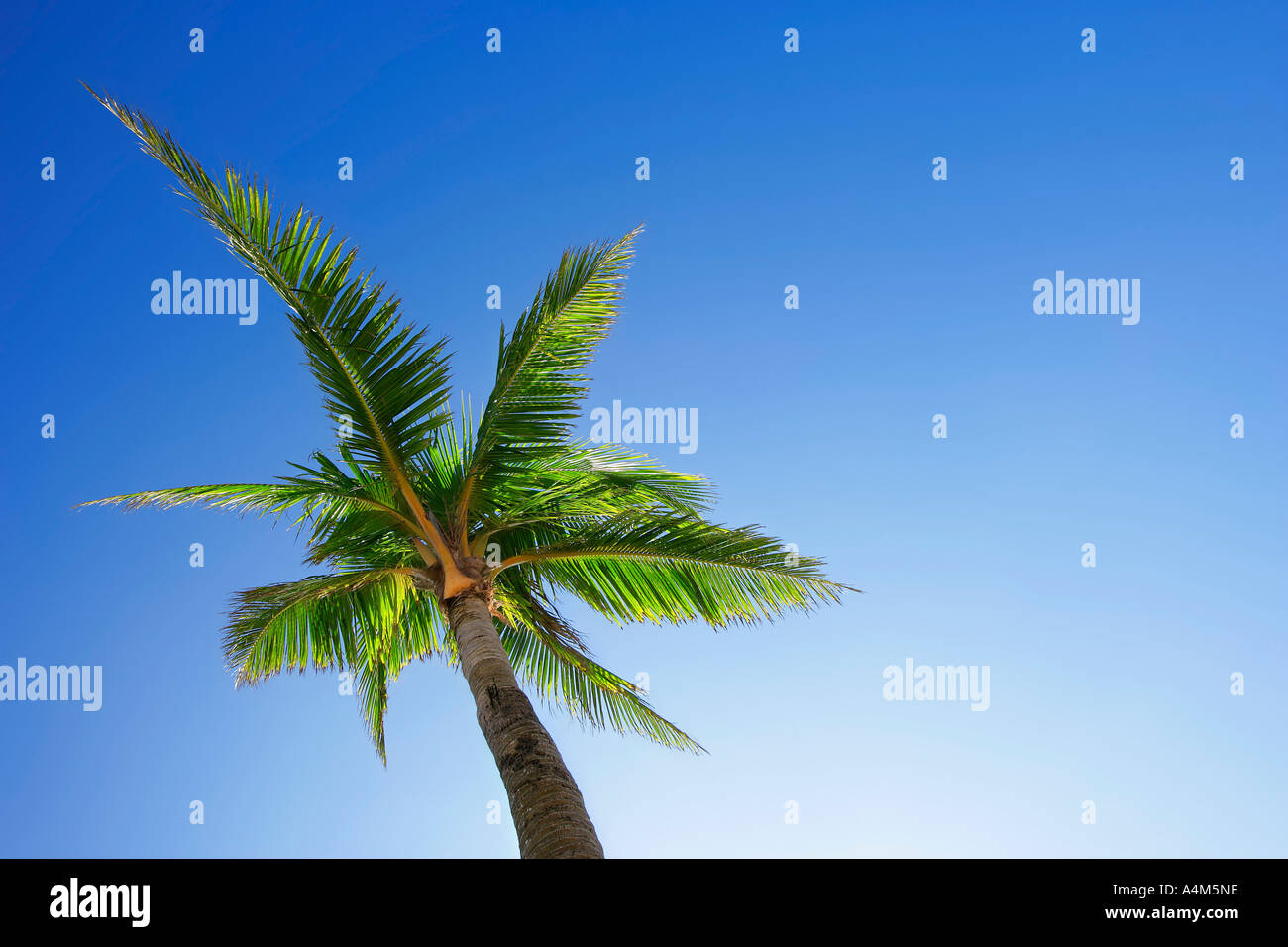 Palm tree height hi-res stock photography and images - Alamy