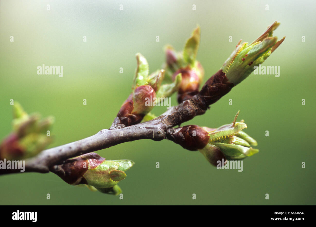 Budding leaves hi-res stock photography and images - Alamy