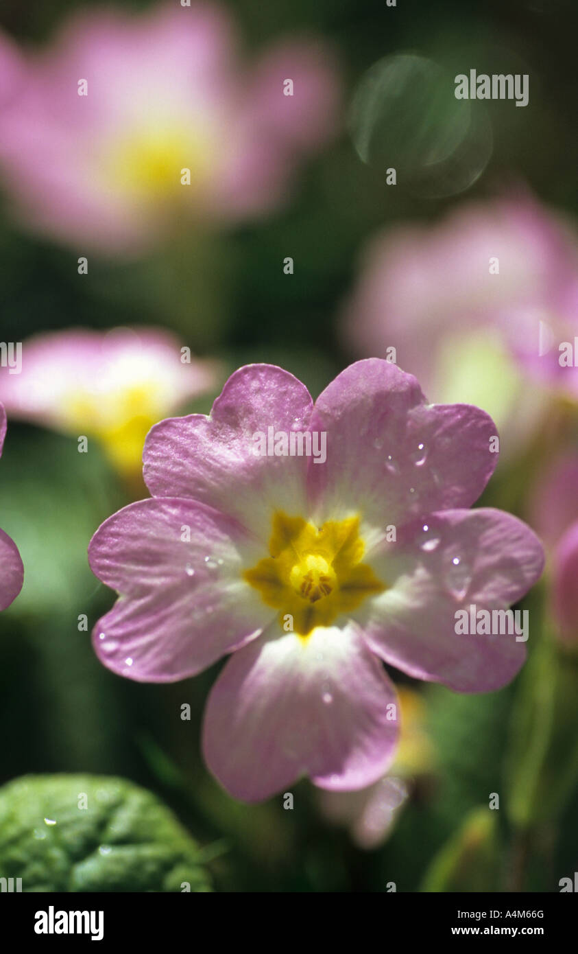 pink Primrose flowers Stock Photo - Alamy