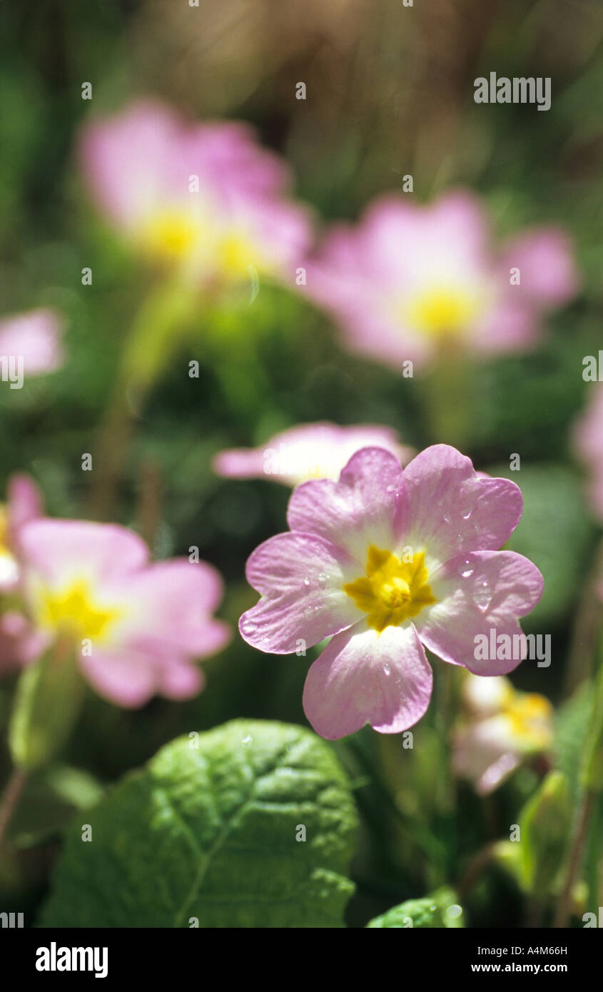 Primula vulgaris pink flowers hi-res stock photography and images - Alamy