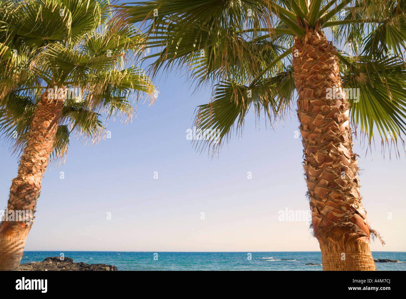 Two palm trees and sea Stock Photo - Alamy