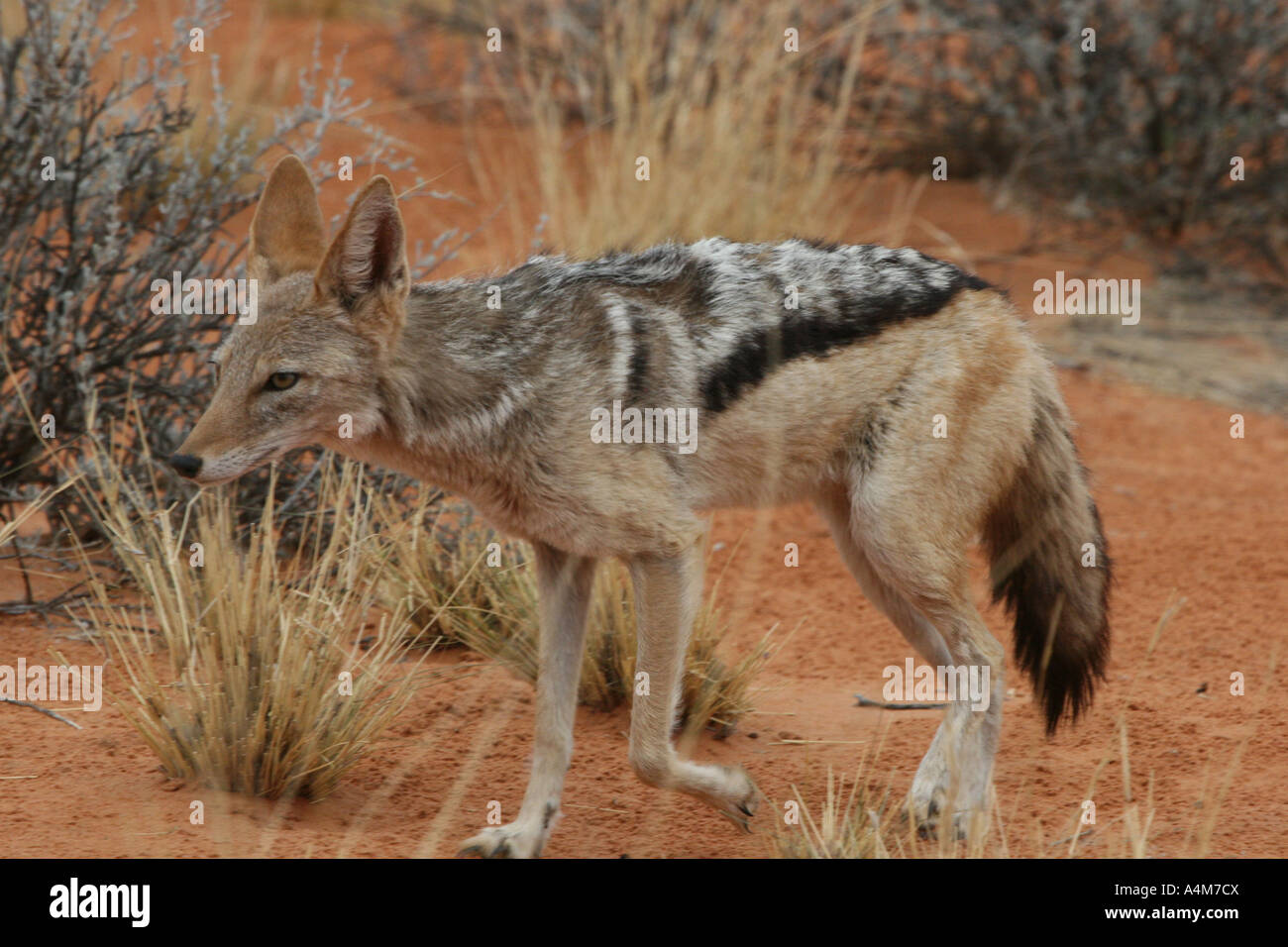 Black Backed Jackal in the Kalahari desert Stock Photo - Alamy