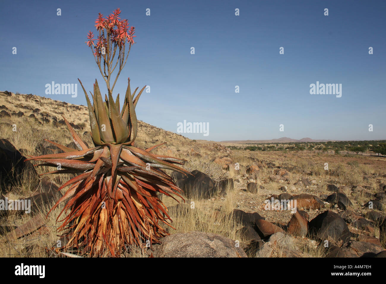 Aloe in Namibia Stock Photo - Alamy