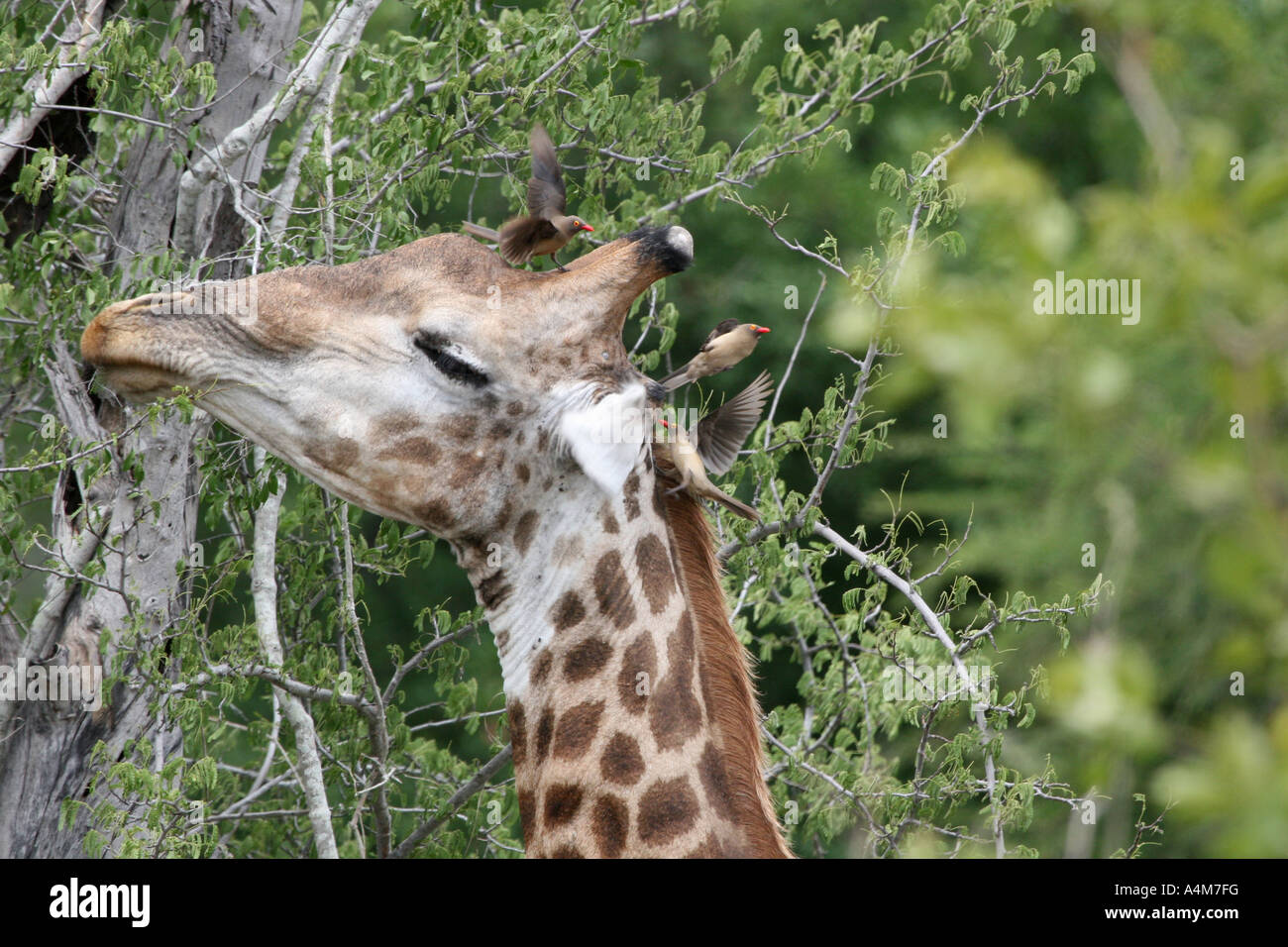 Birds fly from giraffe head Stock Photo - Alamy