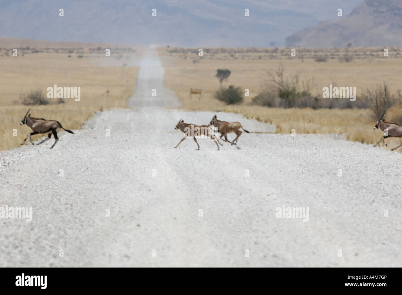 Oryx running across road Stock Photo - Alamy