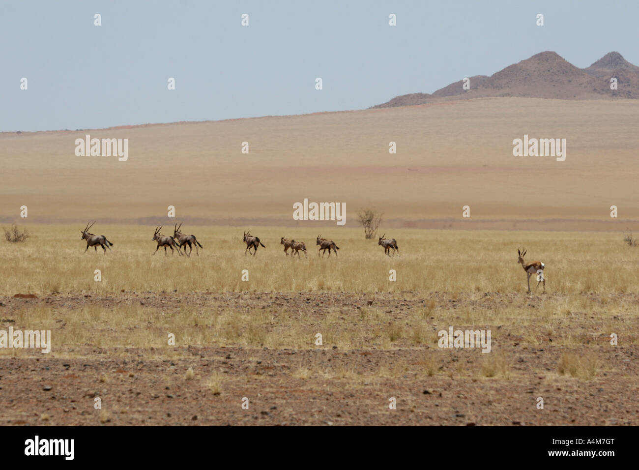 Springbok and Oryx wandering in Namibian desert plain of the Namib ...