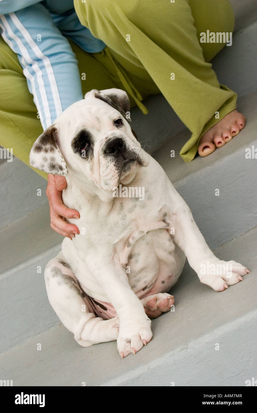 An adorable bulldog puppy being petted by his owner Stock Photo - Alamy