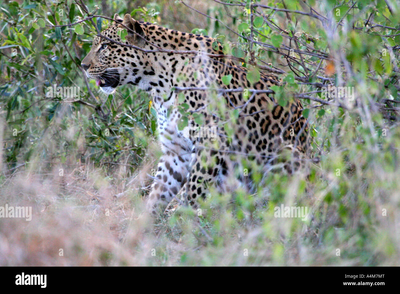 Leopard in bush Stock Photo - Alamy