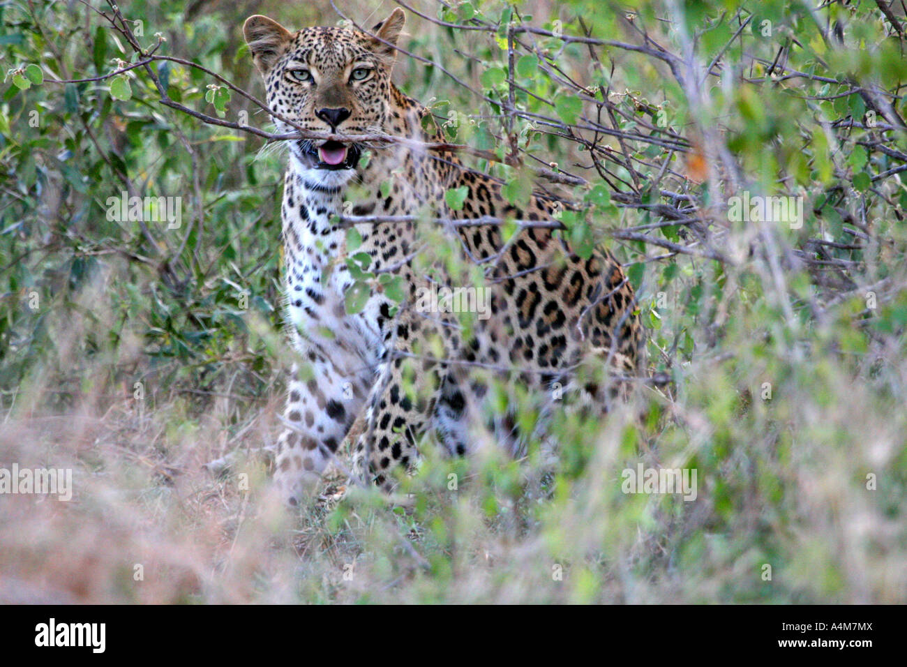 Leopard in the bush Stock Photo - Alamy