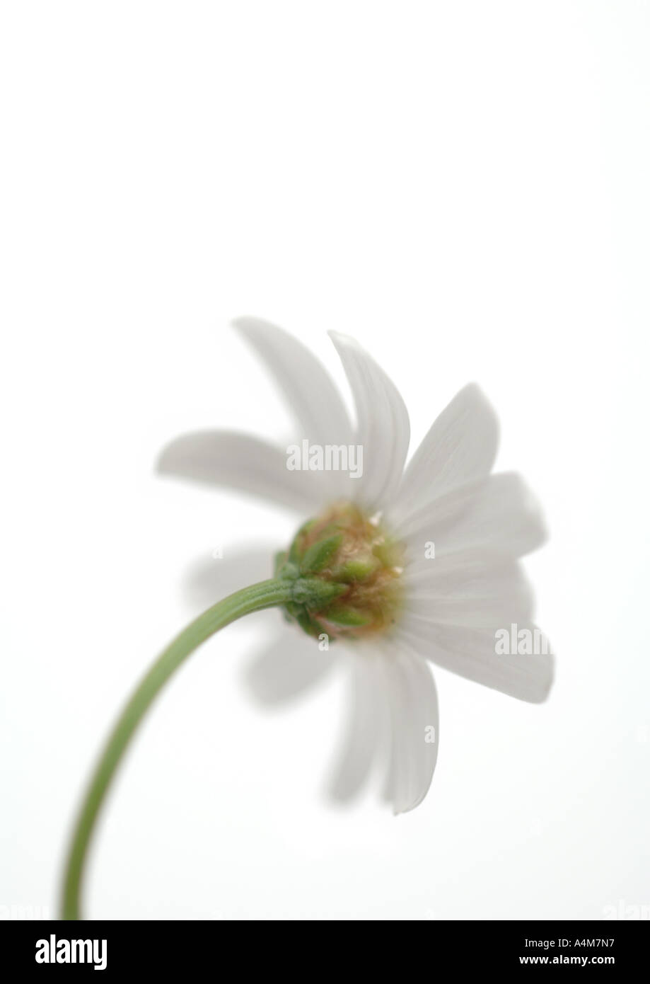 Bending Flower Stems High Resolution Stock Photography and Images - Alamy