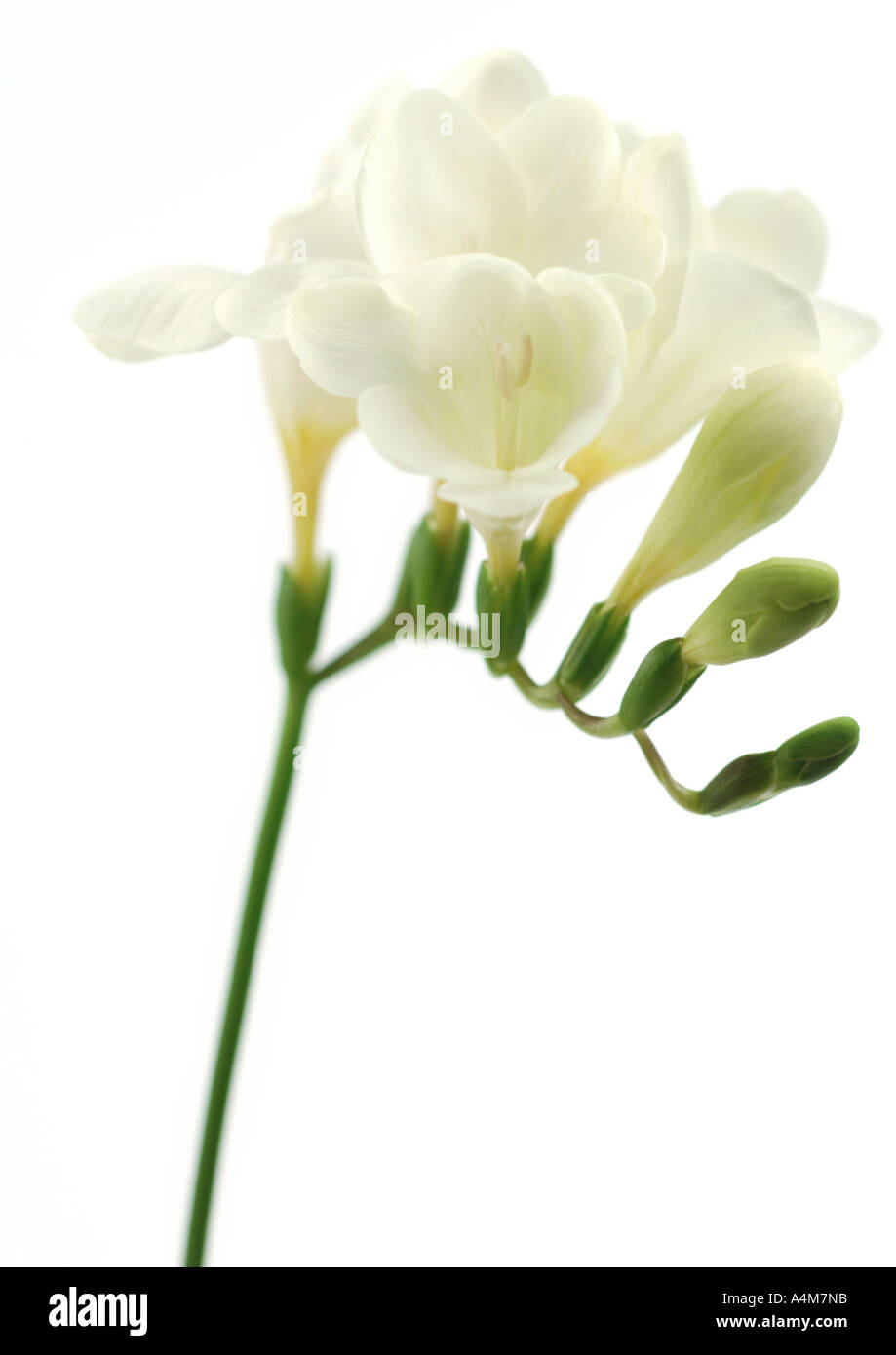 White freesia stems hi-res stock photography and images - Alamy