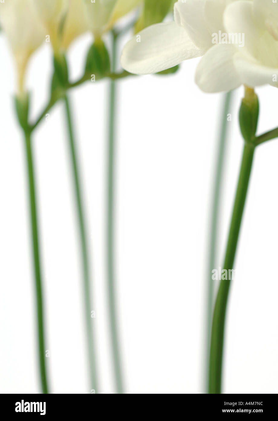 White freesia stems hi-res stock photography and images - Alamy