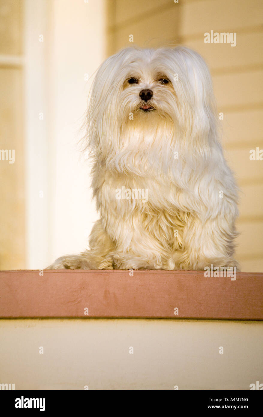 A fluffy white Maltese dog sits quietly on a porch Stock Photo - Alamy