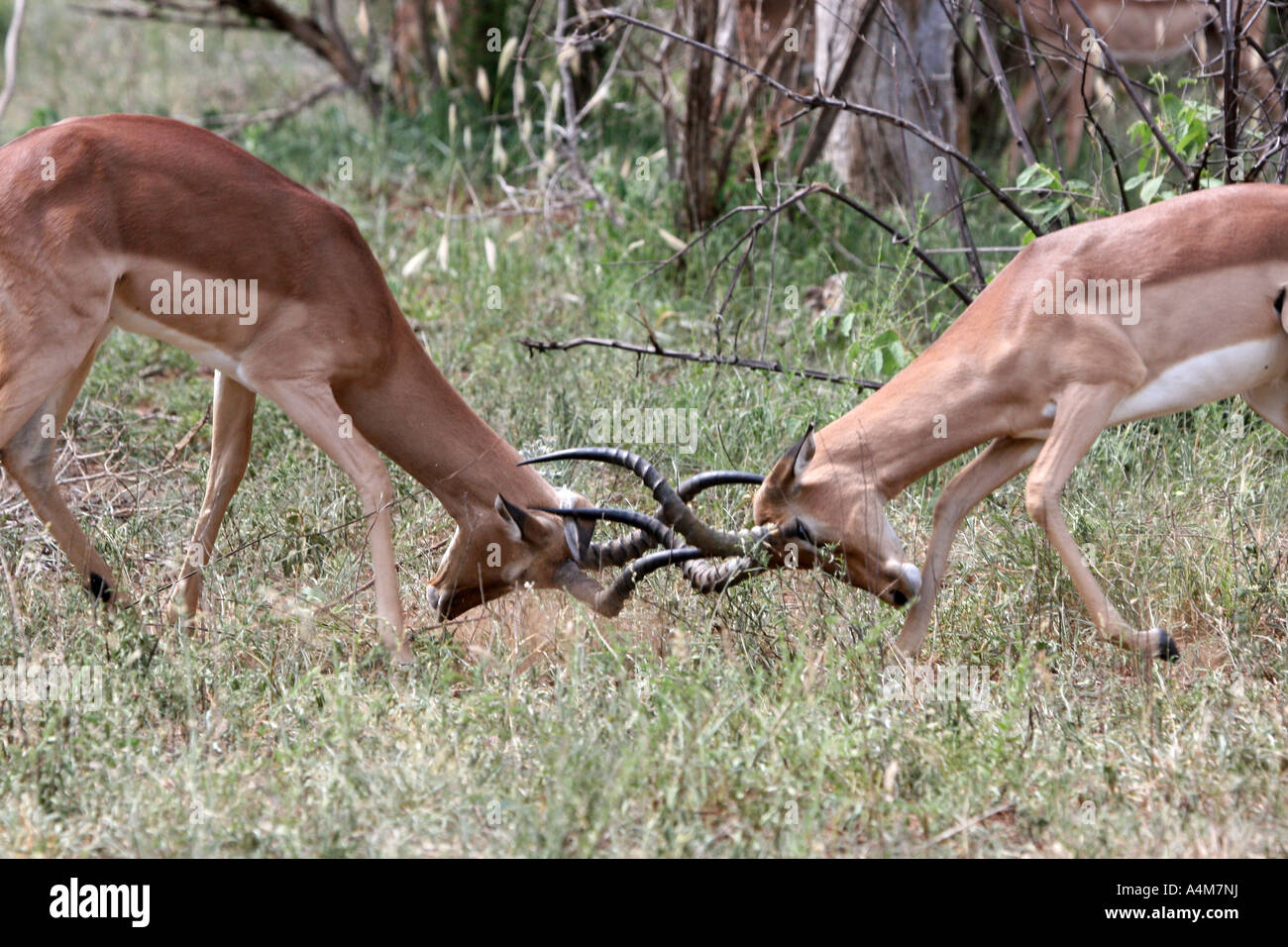 Impala locking horns hi-res stock photography and images - Alamy