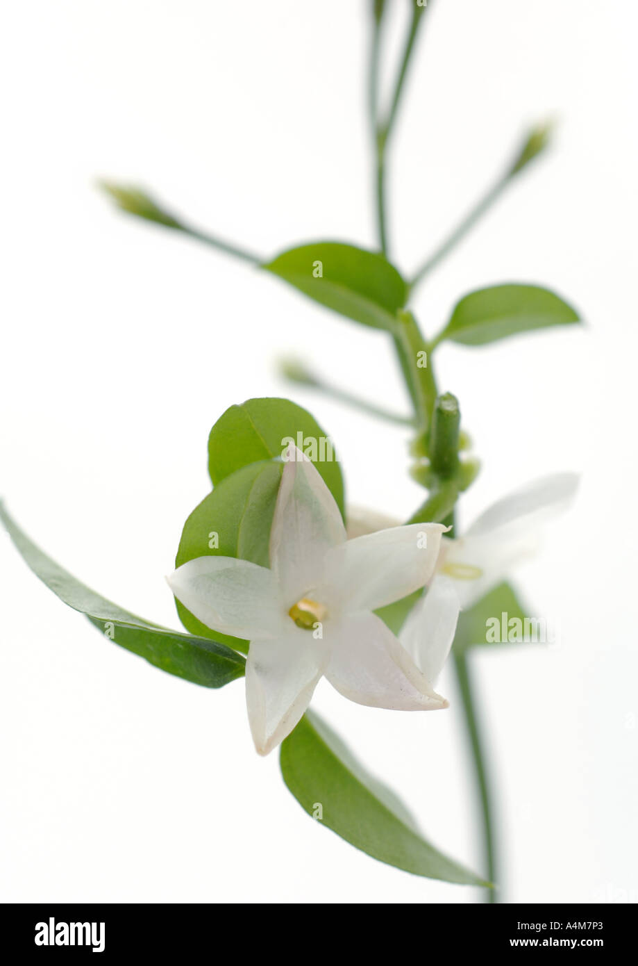 Flowering jasmine plant Cut Out Stock Images & Pictures - Alamy