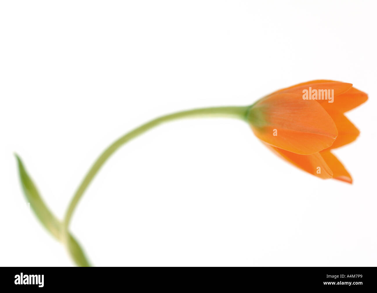 Ornithogalum white chincherinchee flower hi-res stock photography and ...