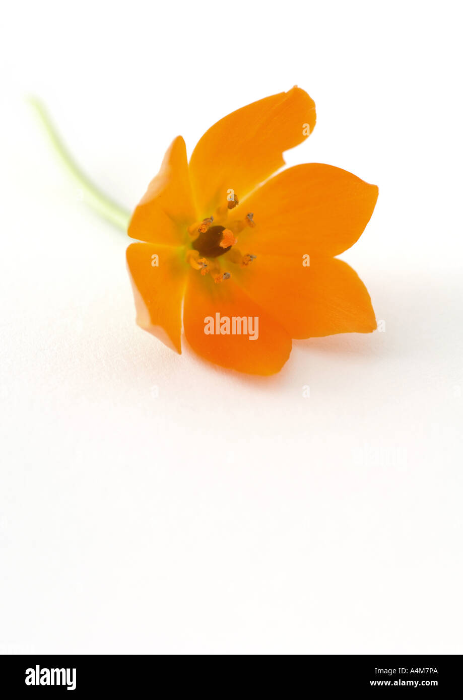 Ornithogalum white chincherinchee flower hi-res stock photography and ...