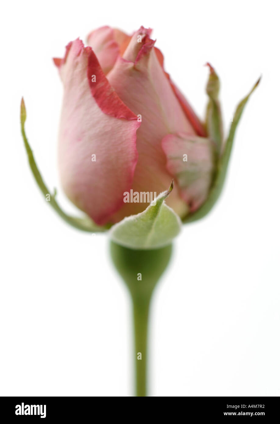 Rose Sepal Stock Photos & Rose Sepal Stock Images - Alamy