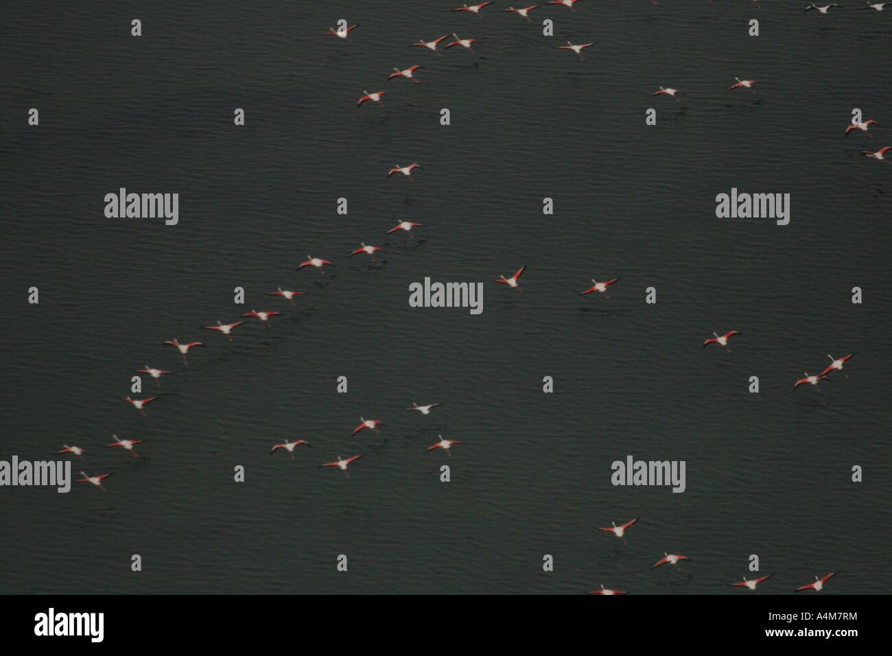Flamingos Flying At Night