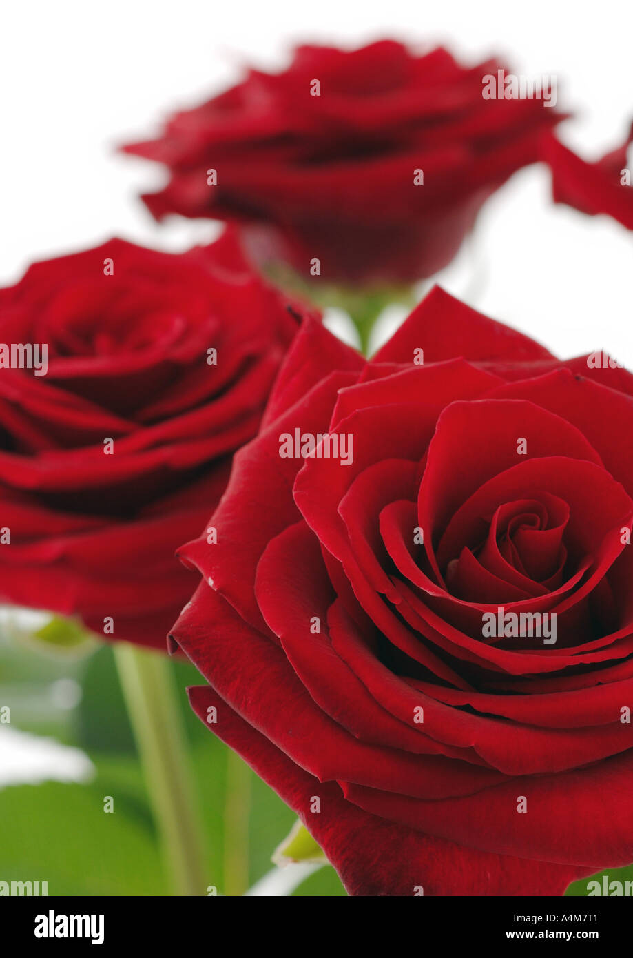 Tight shot roses hi-res stock photography and images - Alamy