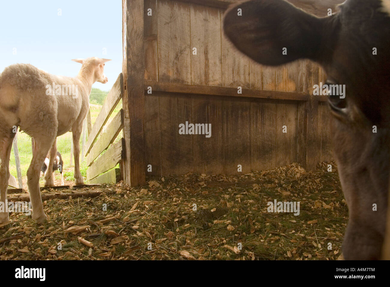 A cow inside a barn looks at the viewer while a sheep stands at the ...